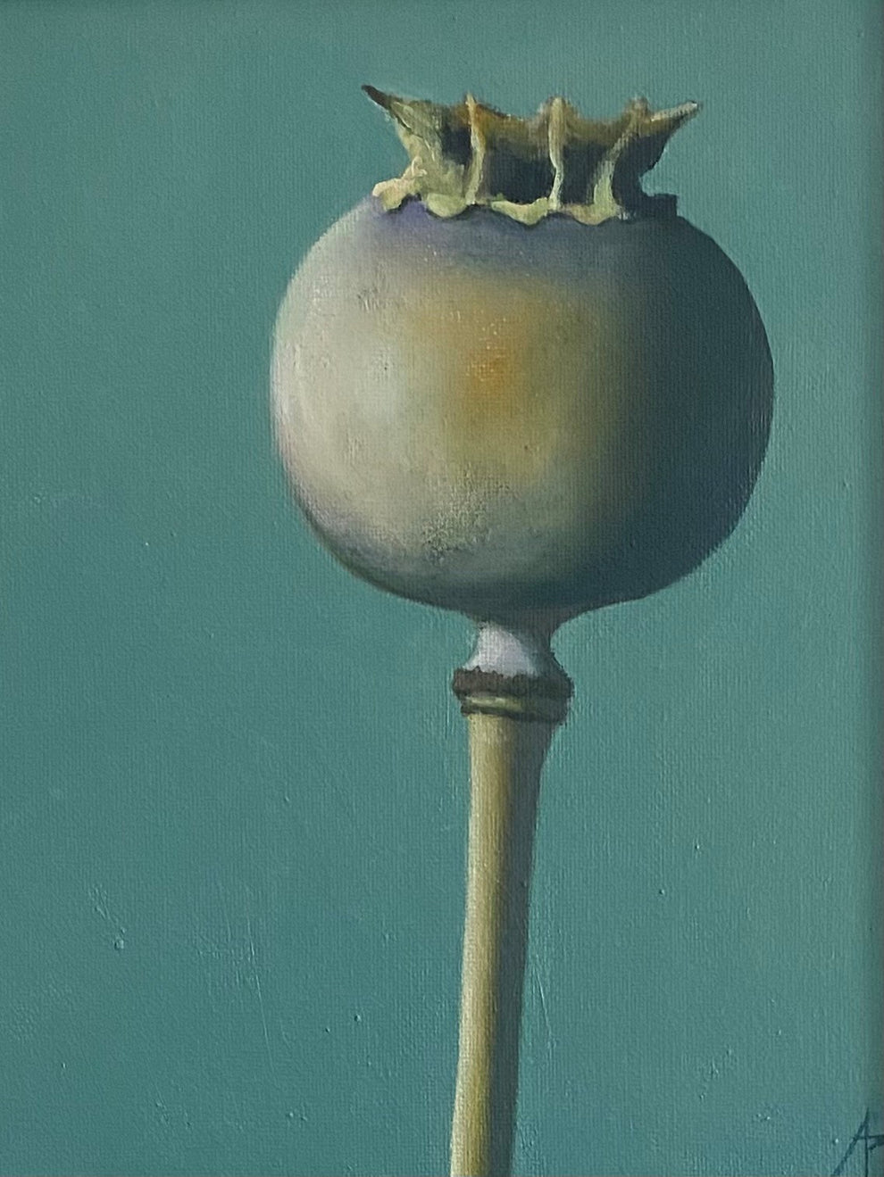 Poppy Head – The Barton Gallery